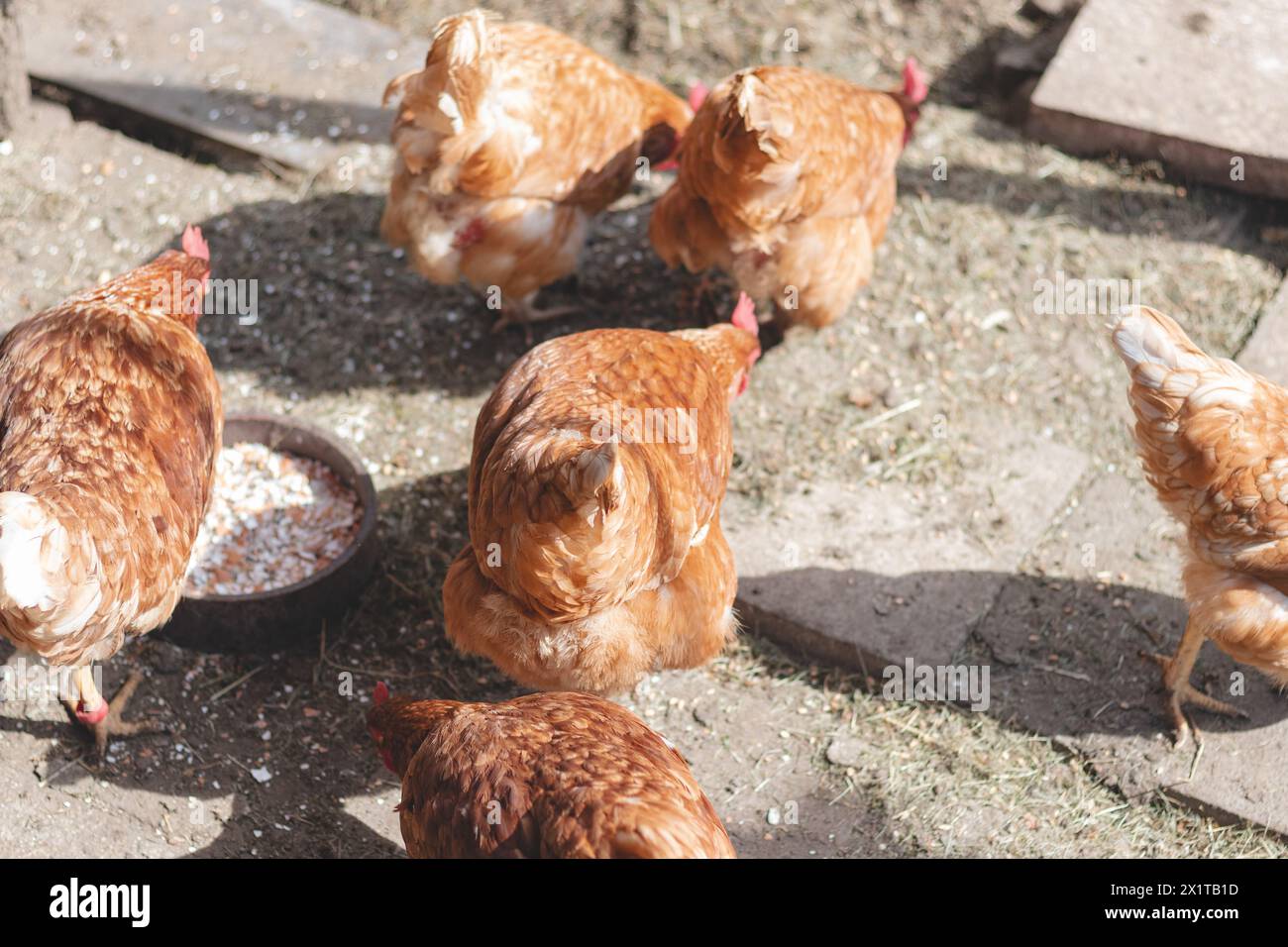 Domestic chicken with brown and white feathers running around the yard ...