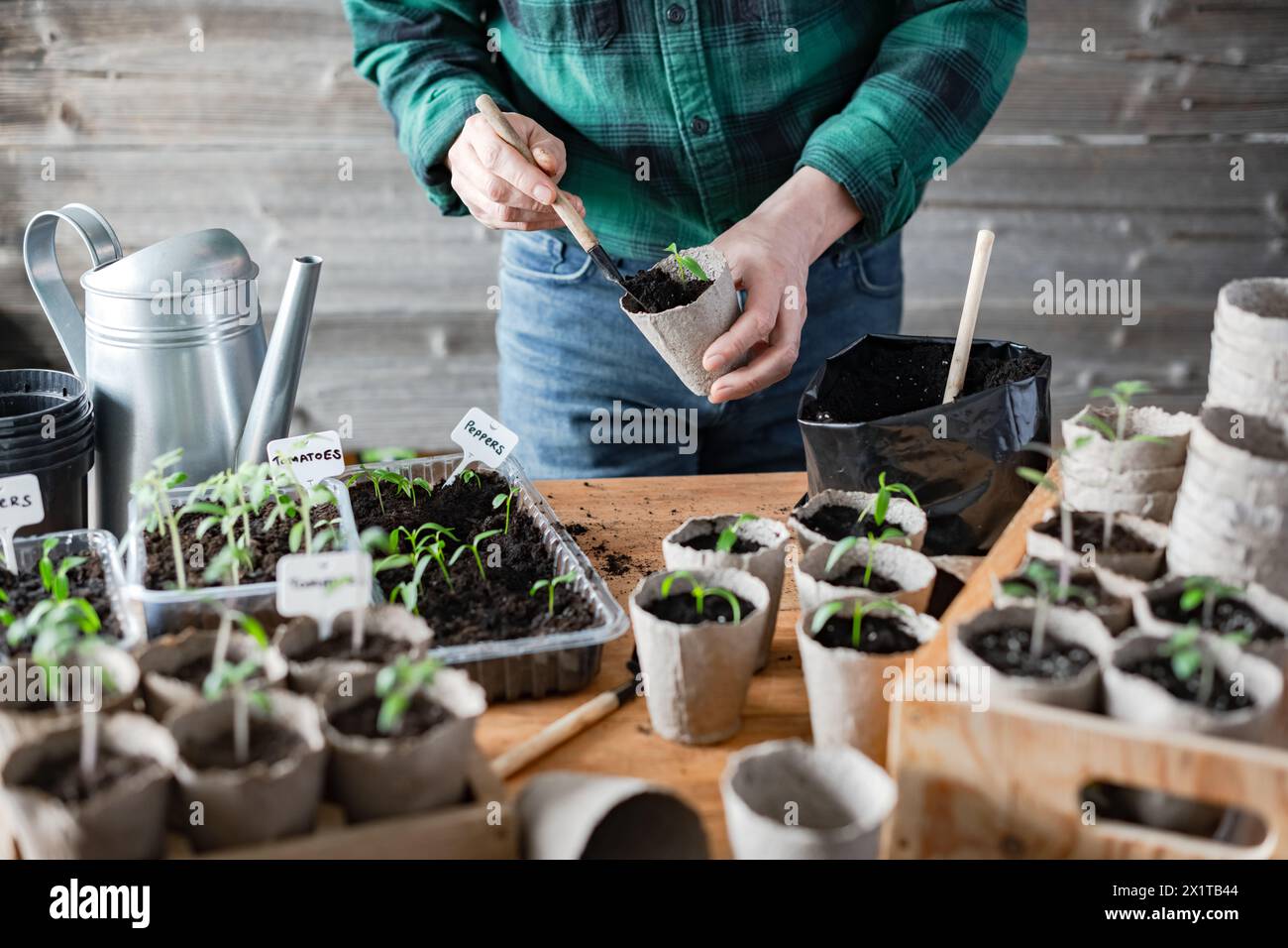 Farmer transplants tomato and pepper seedlings into peat cups. Preparing plants for growing in ...