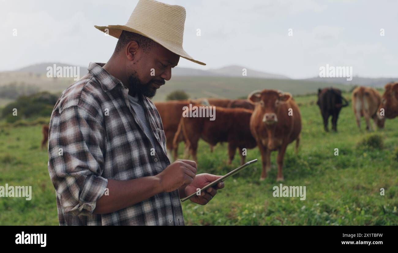 Man with cows hi-res stock photography and images - Alamy