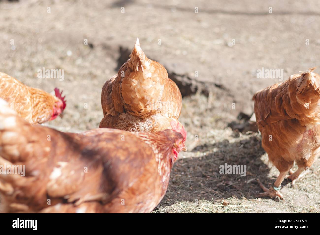 Domestic chicken with brown and white feathers running around the yard ...