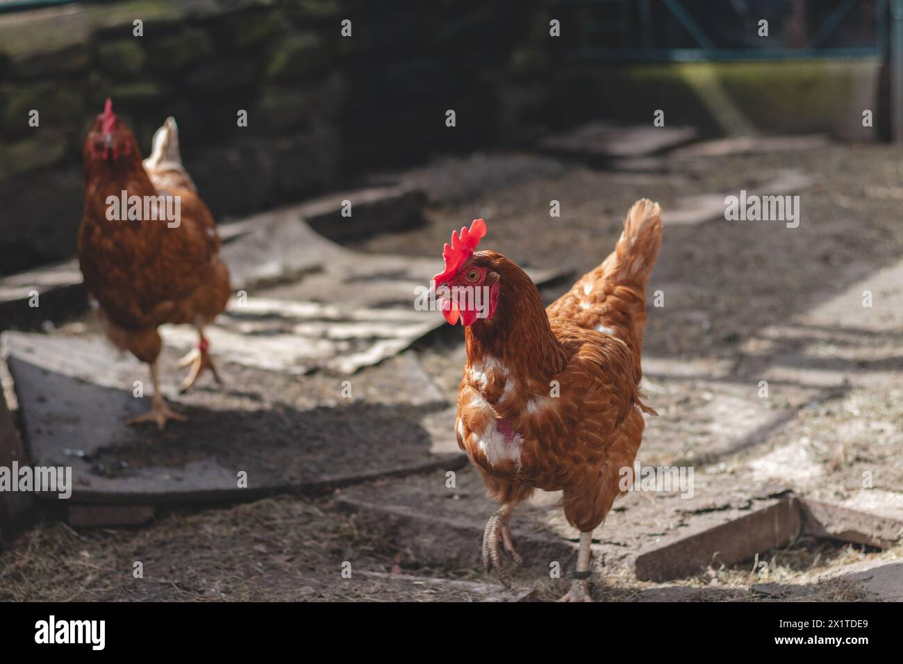 Domestic chicken with brown and white feathers running around the yard ...