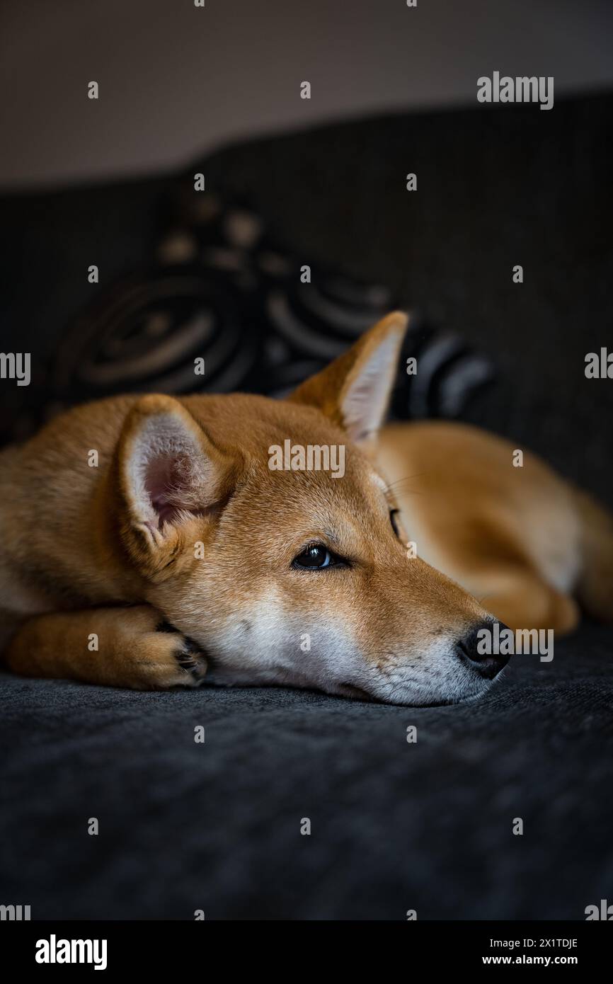 Shiba inu dog sleeping hi-res stock photography and images - Alamy