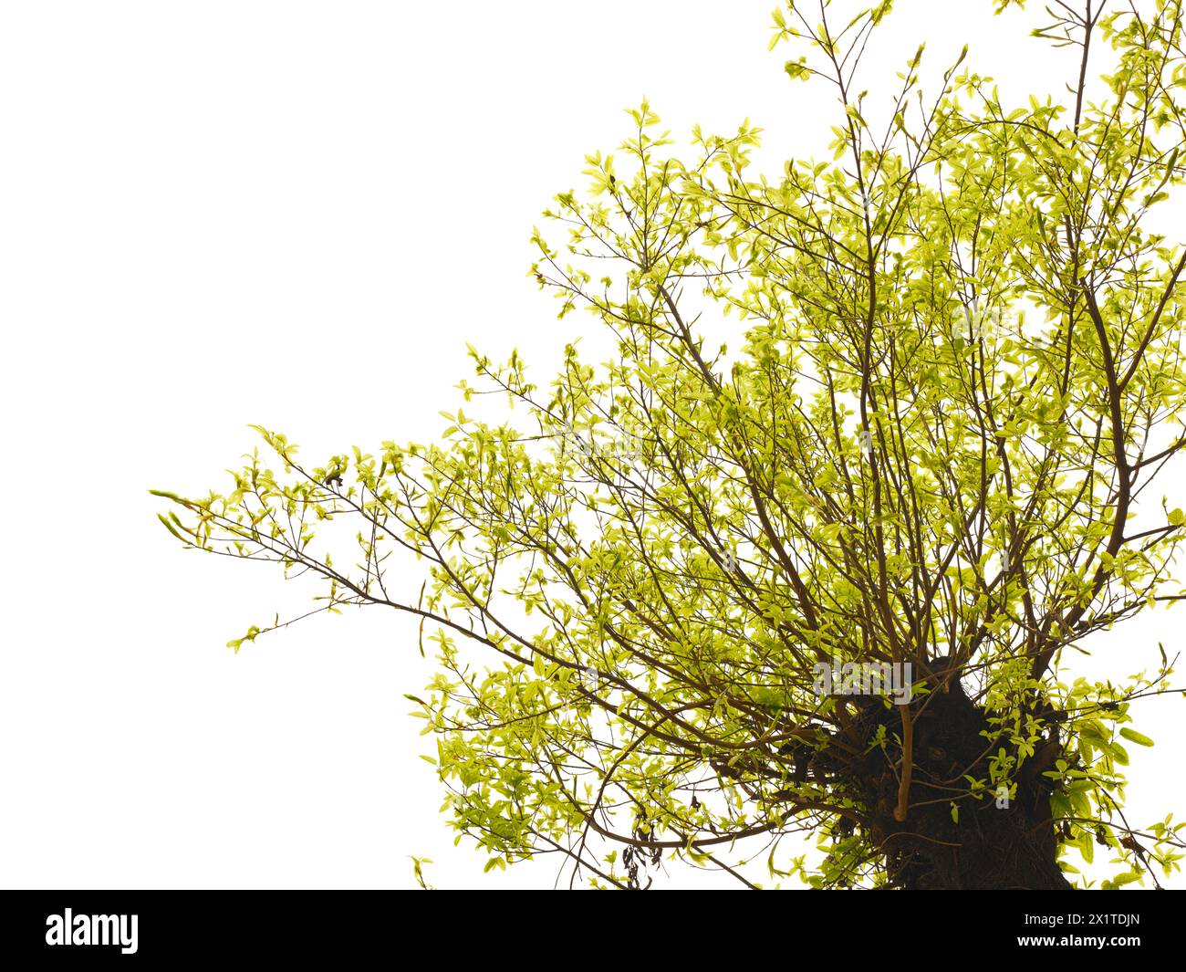 Spring is coming, and the yellow horn tree is starting to sprout, which ...