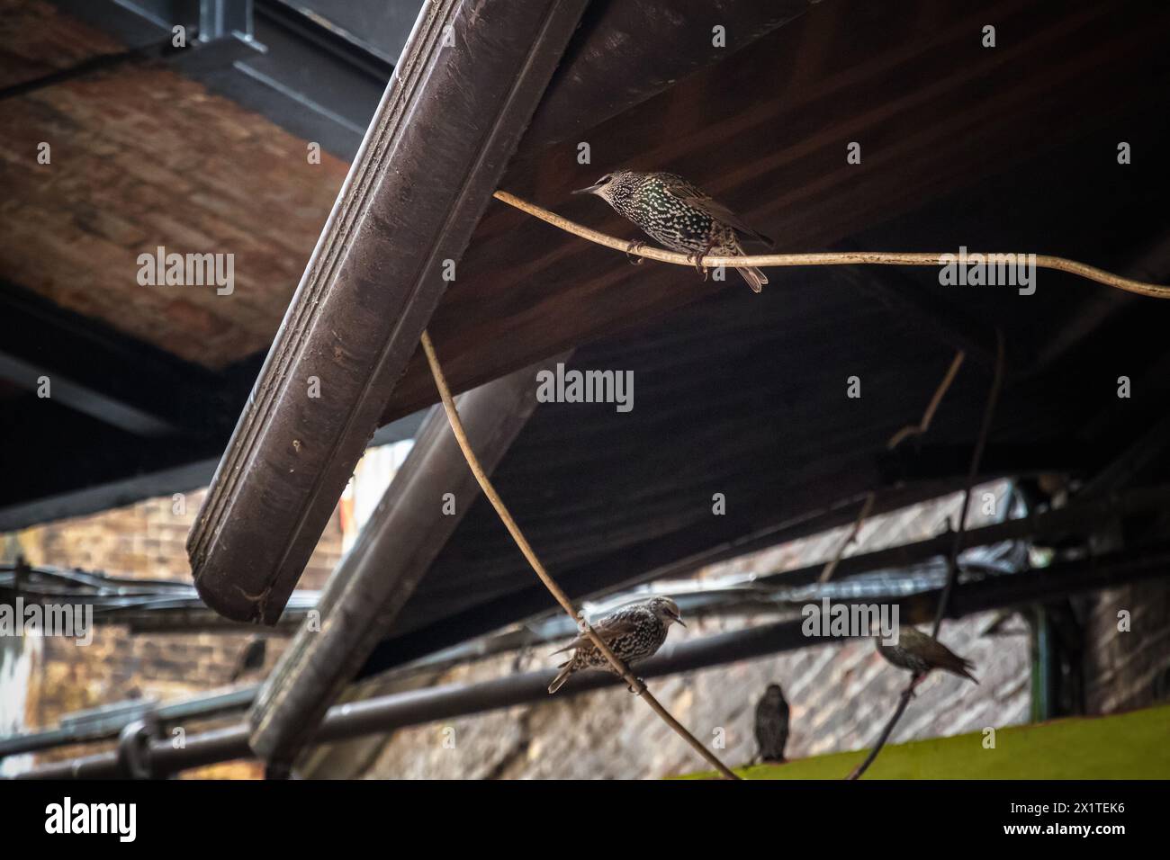 Common starling birds perching under the eaves at Camden market in ...