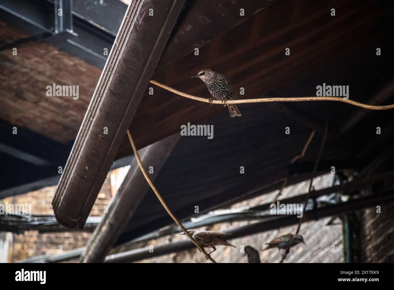 Common starling birds perching under the eaves at Camden market in ...
