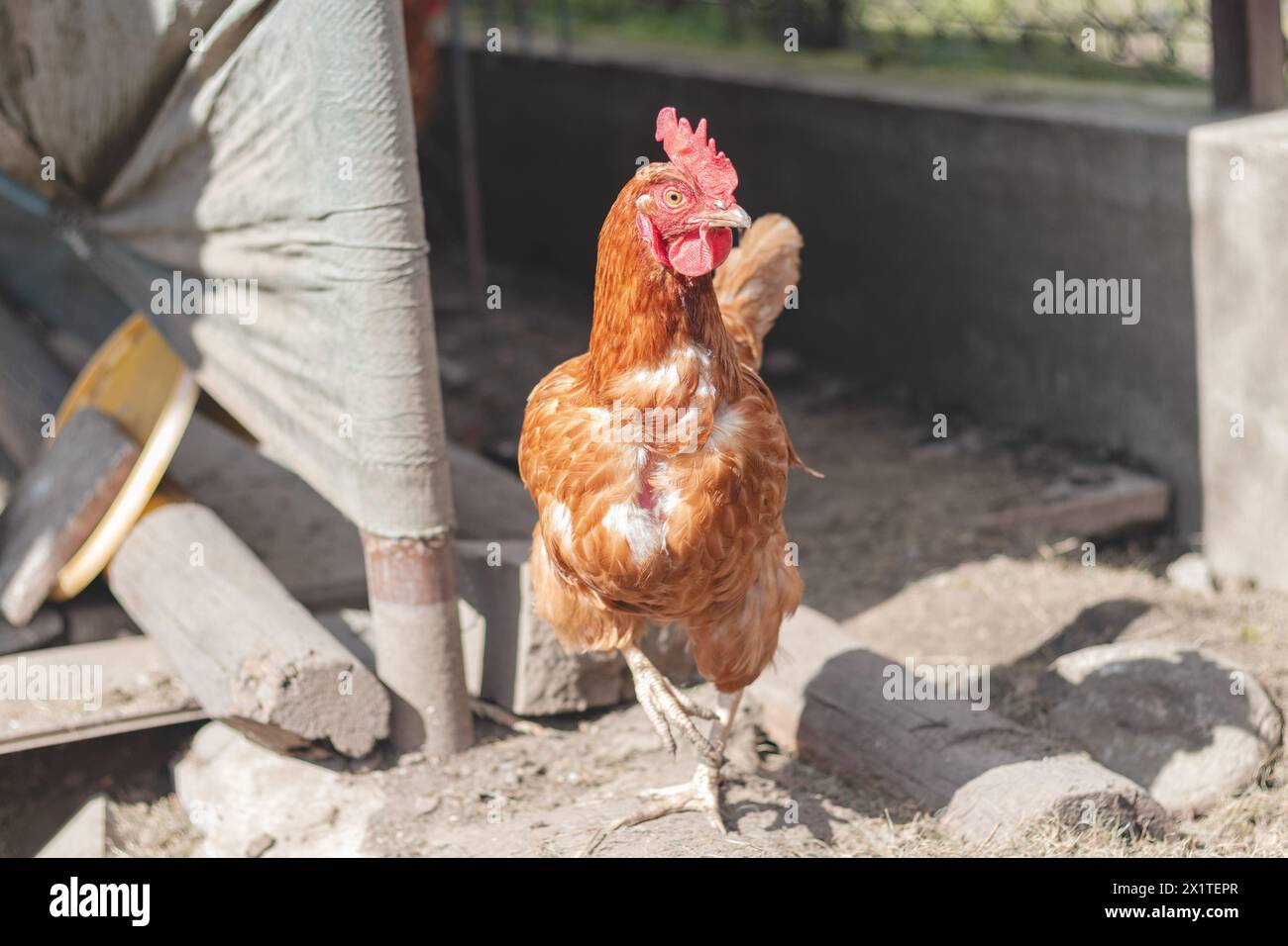 Domestic chicken with brown and white feathers running around the yard ...