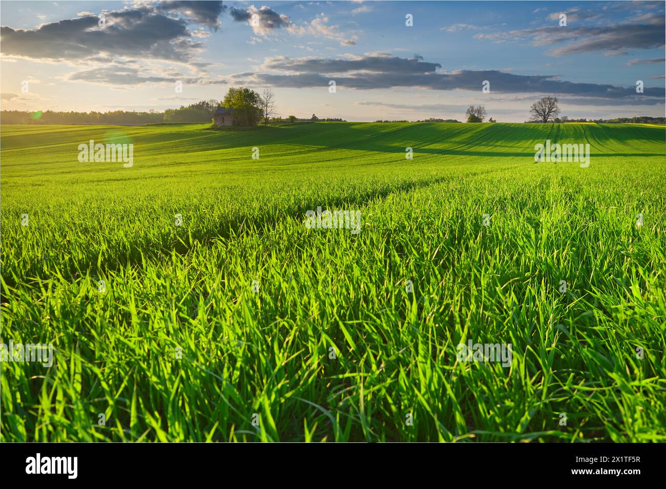 Sun rays falling on organic grain cultivation Stock Photo - Alamy