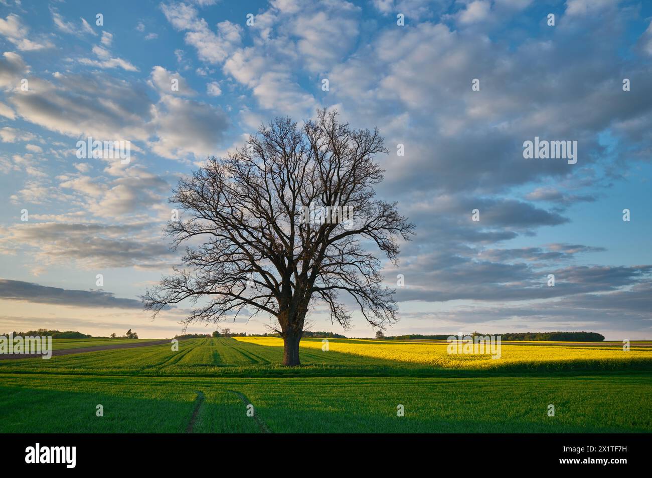 An oak tree without leaves between picturesque fields in the ...