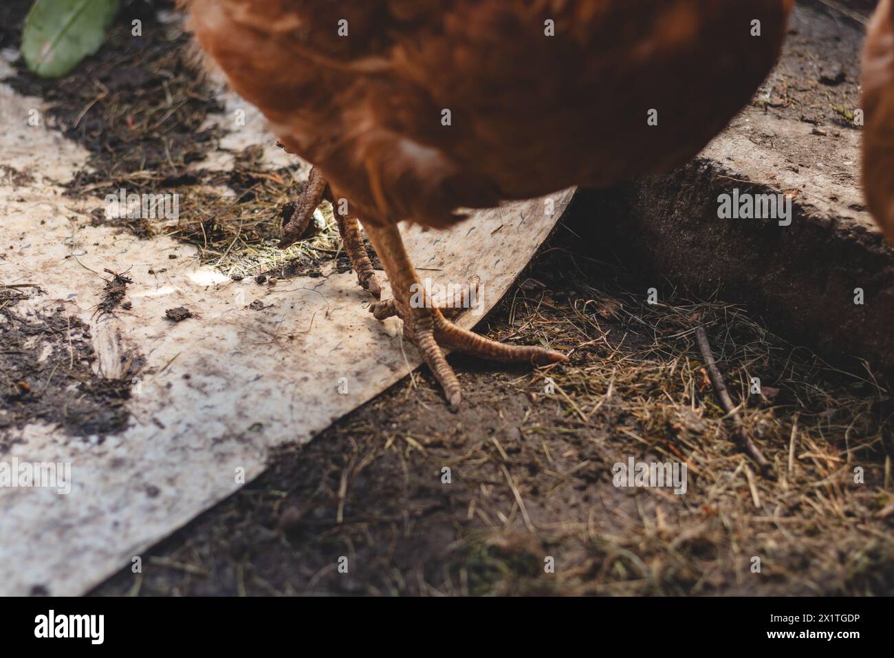 Domestic chicken with brown and white feathers running around the yard ...