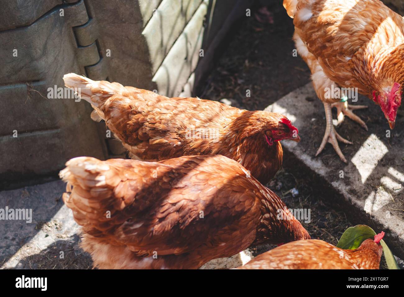 Domestic chicken with brown and white feathers running around the yard ...