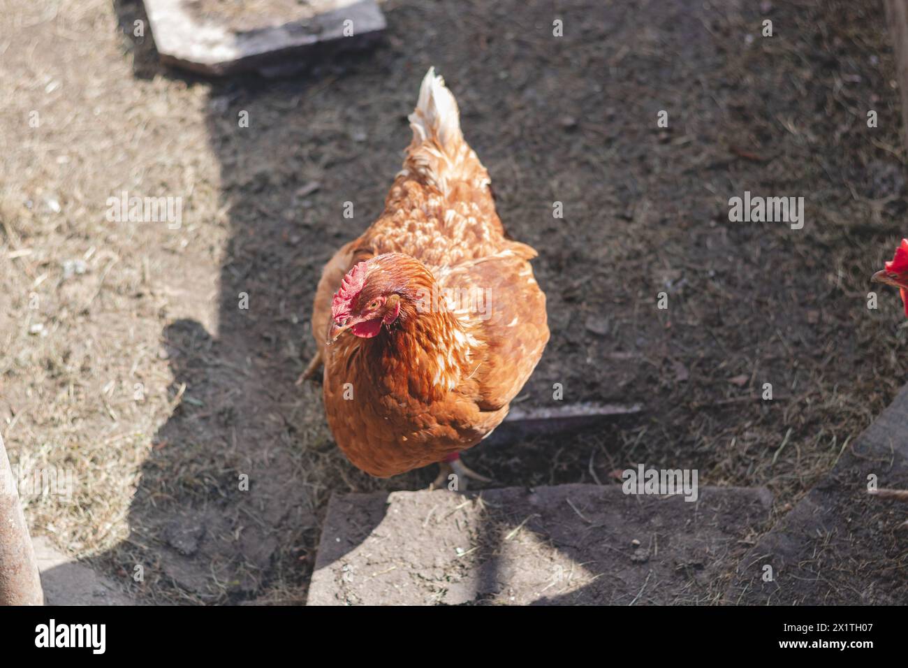 Domestic chicken with brown and white feathers running around the yard ...