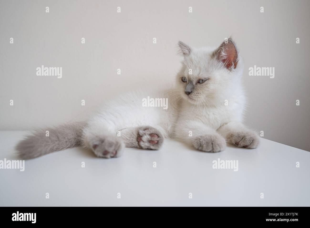 Scottish white hi-res stock photography and images - Alamy