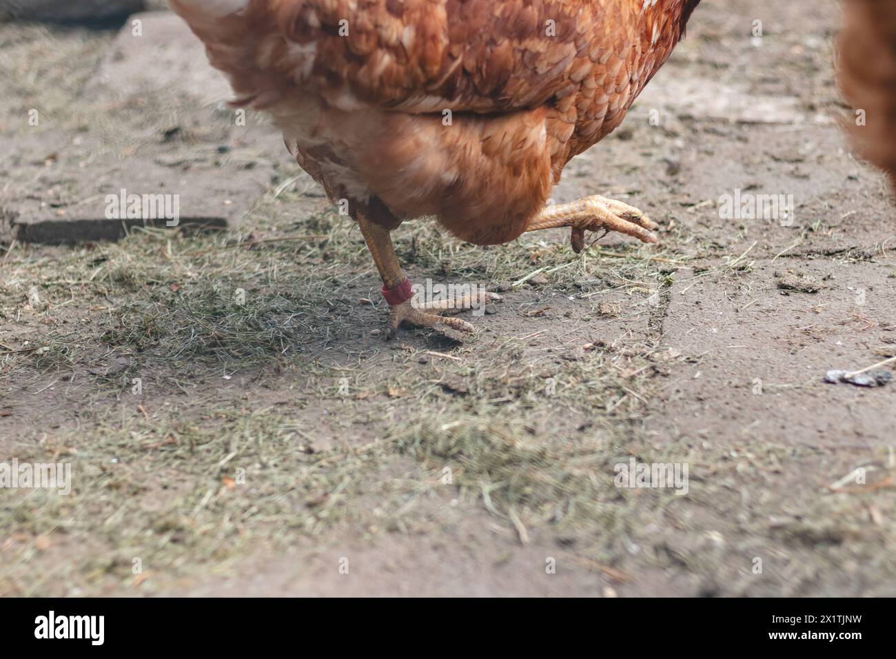 Domestic chicken with brown and white feathers running around the yard ...
