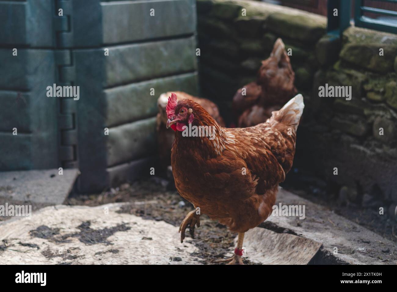 Domestic chicken with brown and white feathers running around the yard ...