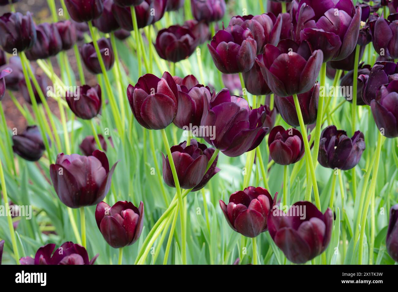 Vibrant purple tulip flowers blooming in a sprintime garden Stock Photo ...