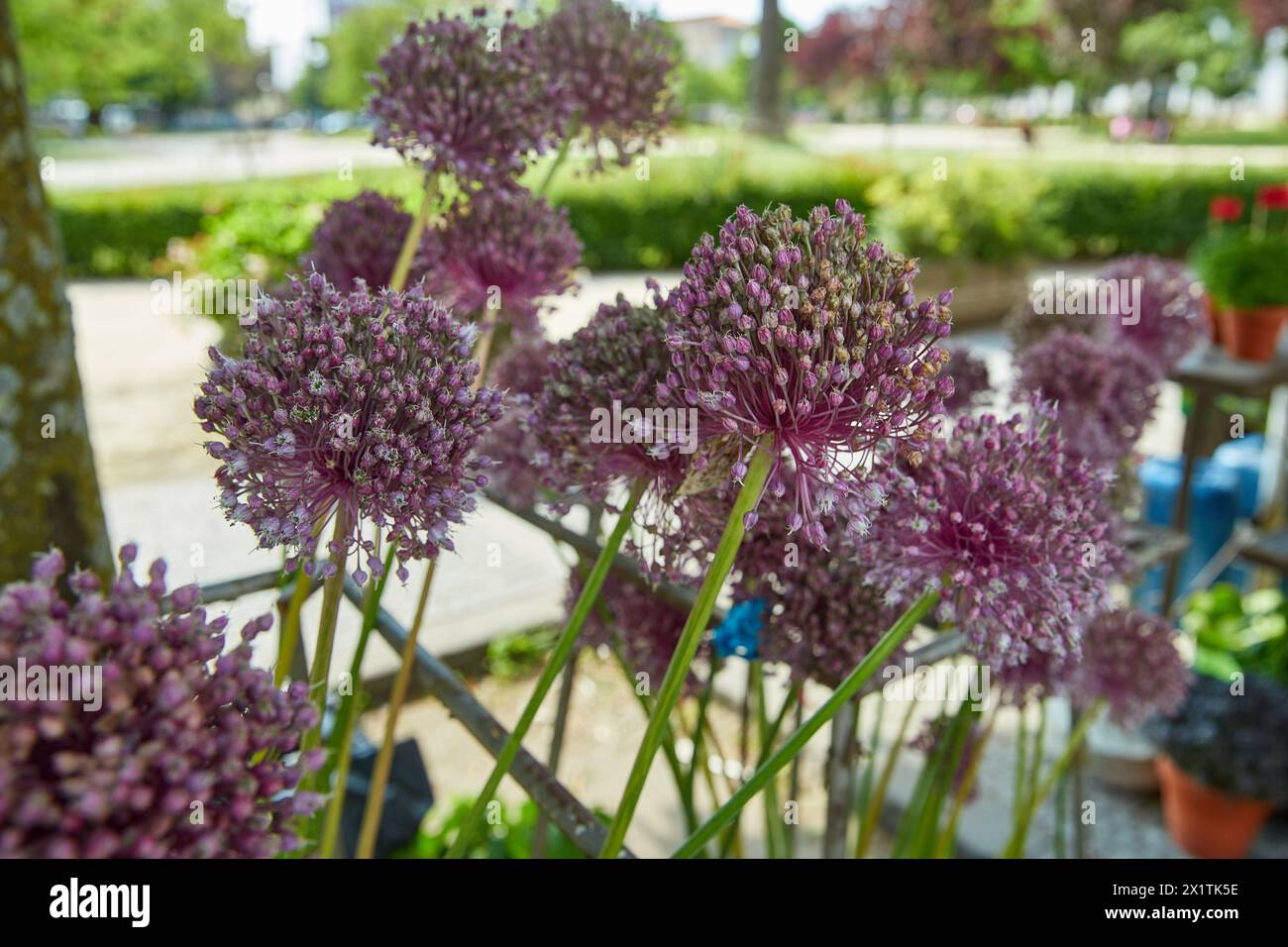 Purple allium flowers in focus with a blurred garden background for ...