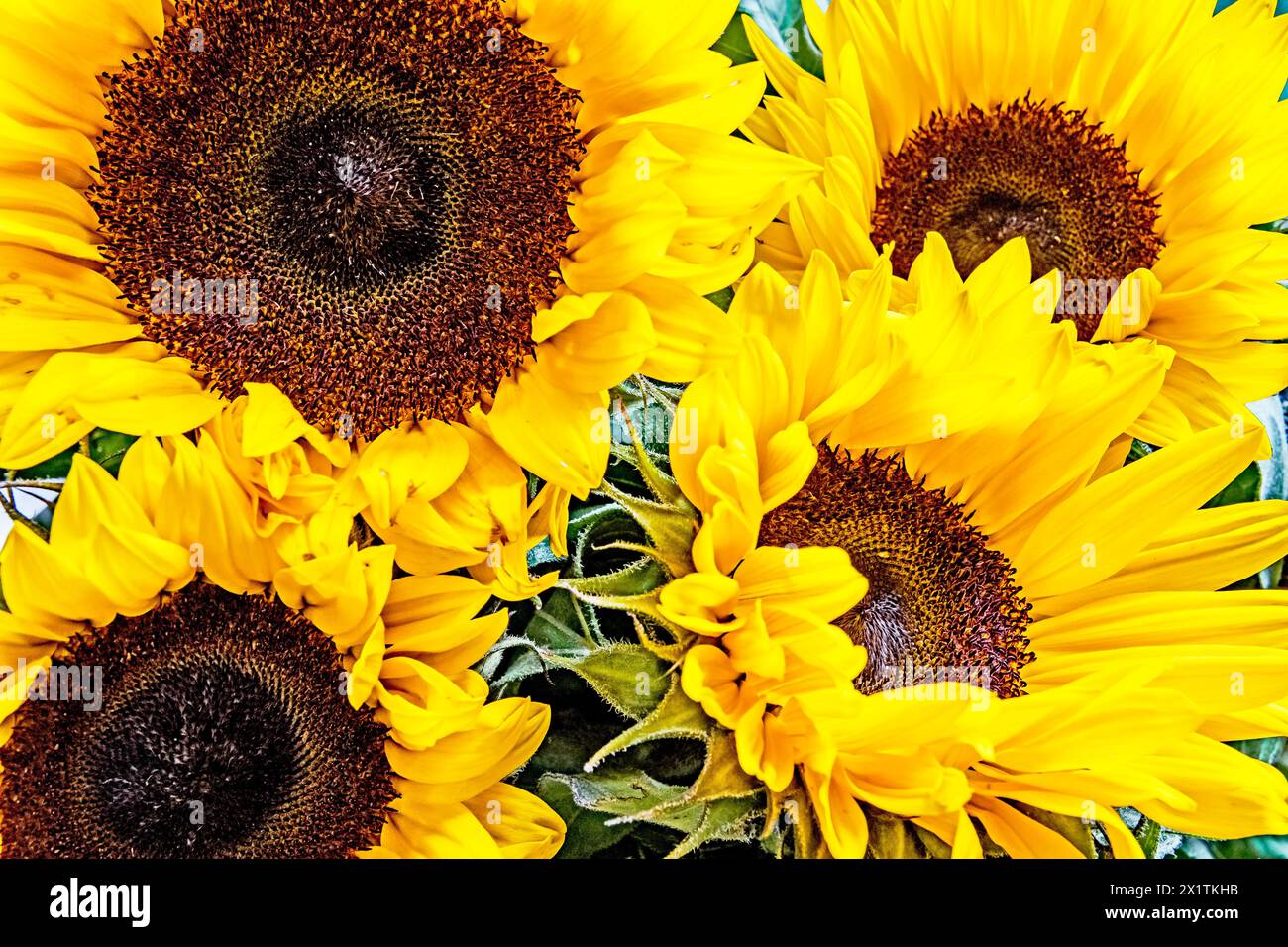 öko sonne hi-res stock photography and images - Alamy