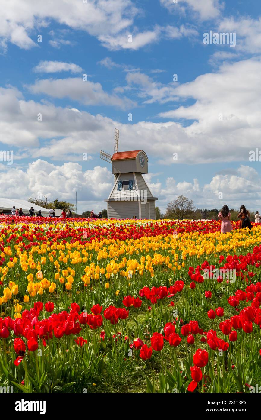 Visitors by windmill in tulip field tulip fields, Tulleys Tulip Fest at ...
