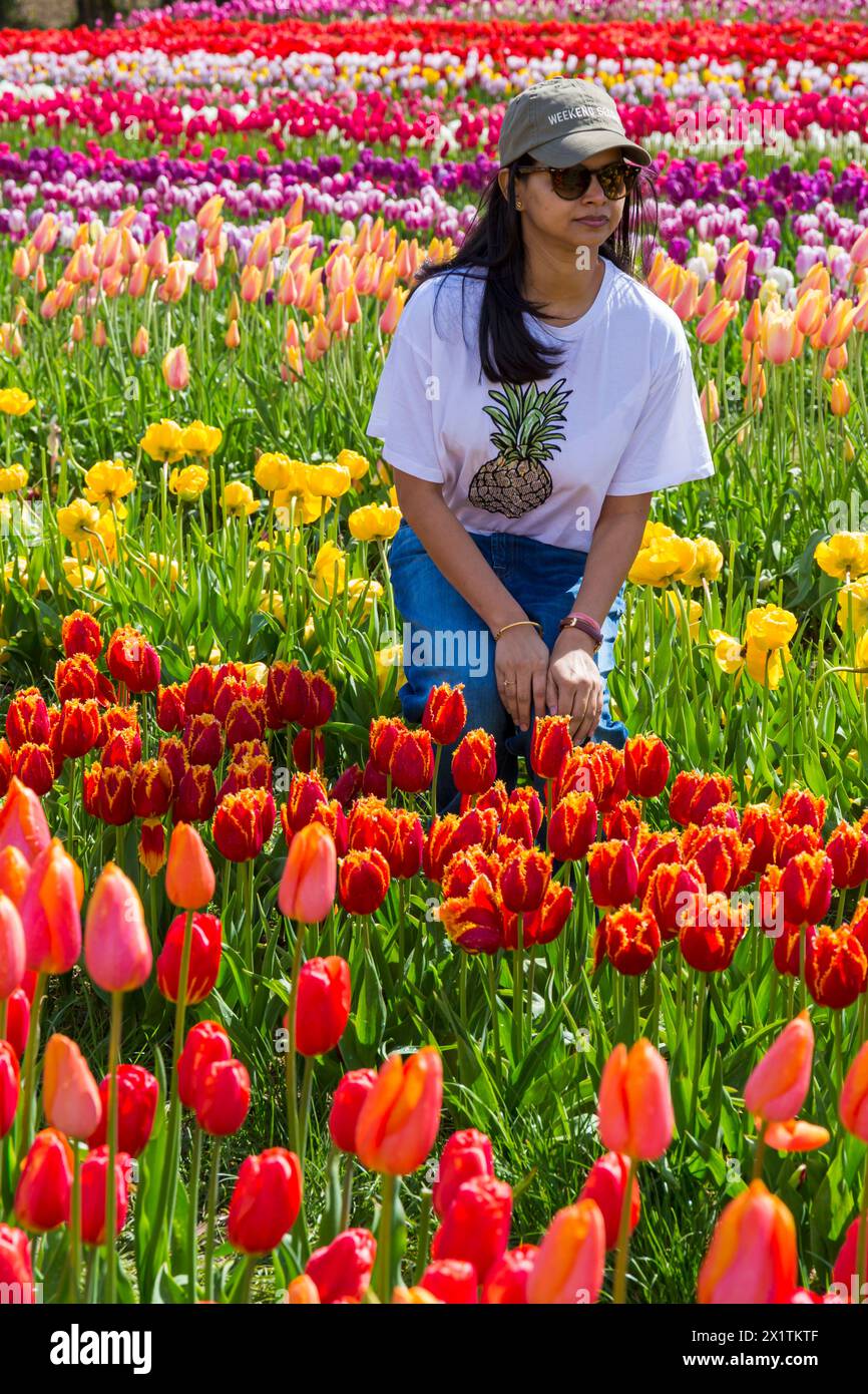 woman kneeling among tulips in tulip field tulip fields, Tulleys Tulip ...