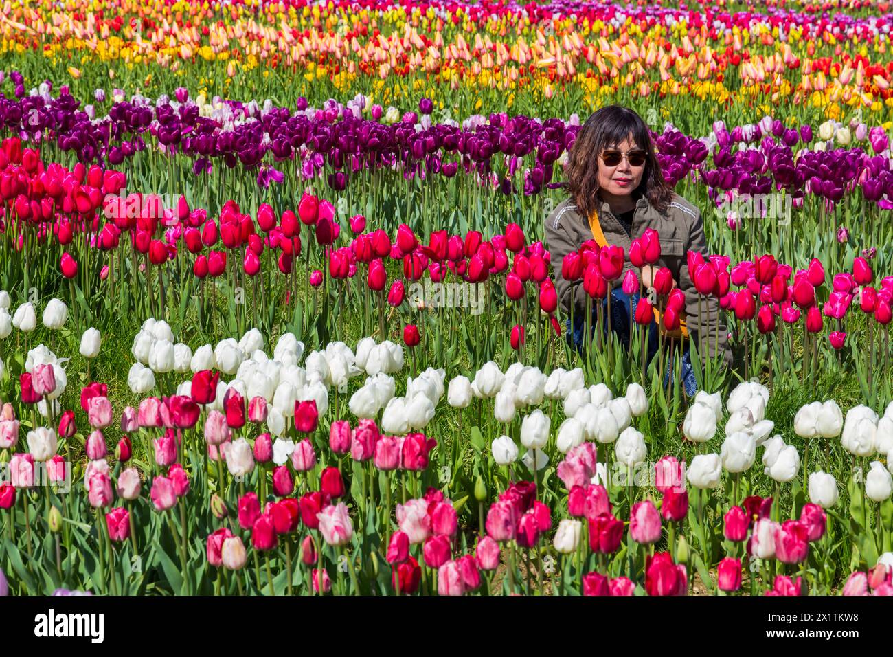 Tulleys Tulip Fest at Tulleys Farm, Turners Hill, Crawley, West Sussex ...