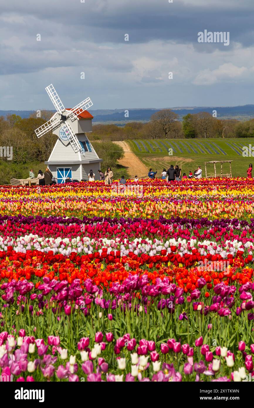 Visitors by windmill in tulip field tulip fields, Tulleys Tulip Fest at Tulleys Farm, Turners ...