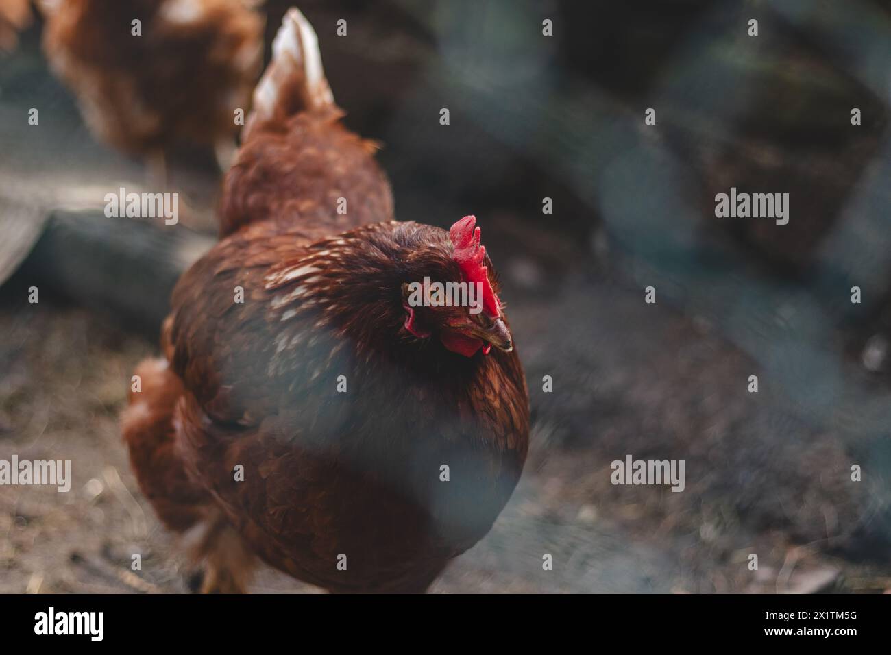Domestic chicken with brown and white feathers running around the yard ...