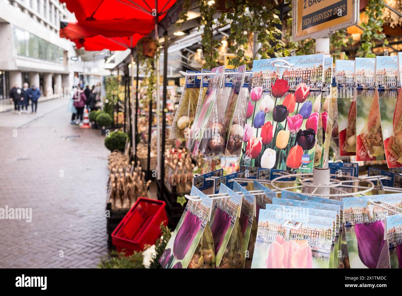 Packs of Tulip seeds at the the colorful, floating flower market ...