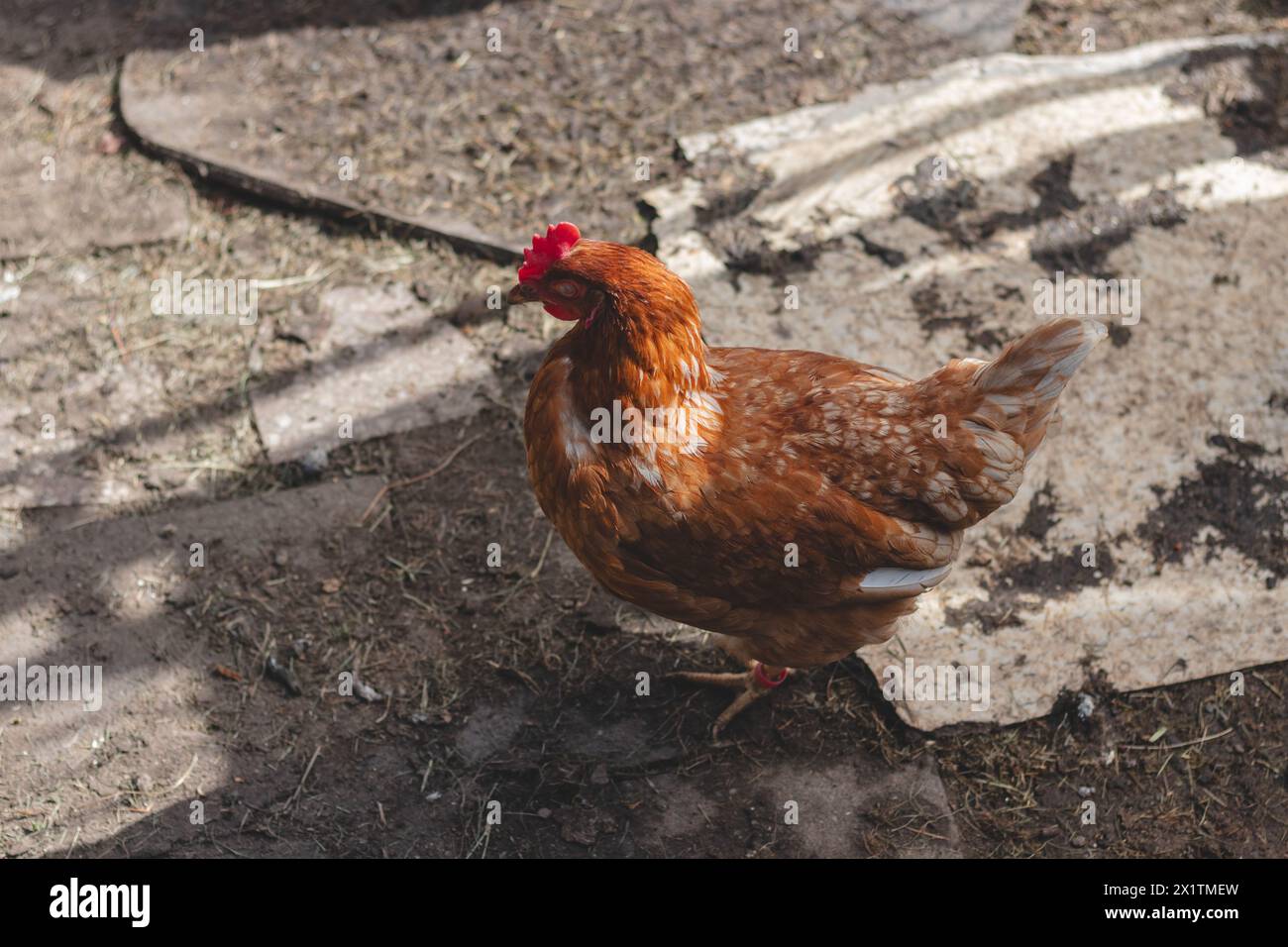 Domestic chicken with brown and white feathers running around the yard ...