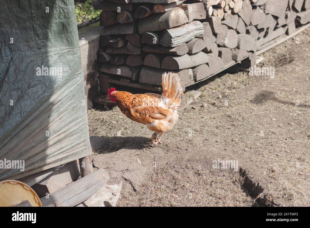 Domestic chicken with brown and white feathers running around the yard ...