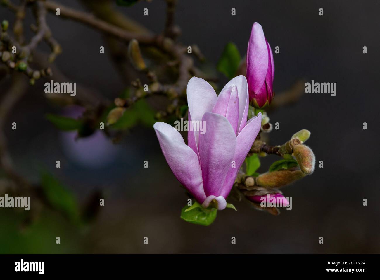 A pink magnolia flower opening up with a closed bud behind Stock Photo ...