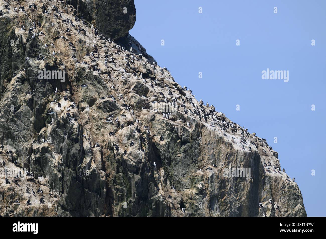 Shag Imperial (Phalacrocorax ariceps) on Shag rocks in the Southern ...