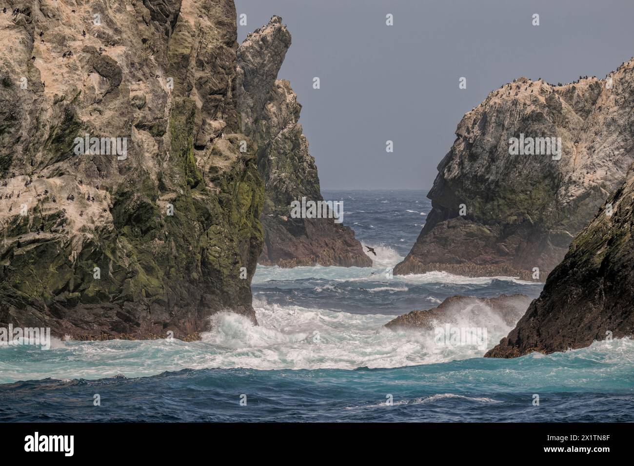 Shag Imperial (Phalacrocorax ariceps) on Shag rocks in the Southern ...