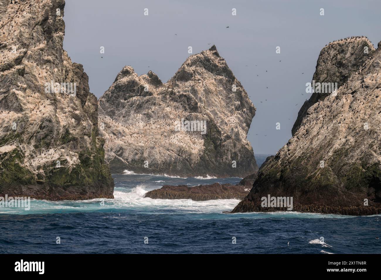 Shag Imperial (Phalacrocorax ariceps) on Shag rocks in the Southern ...