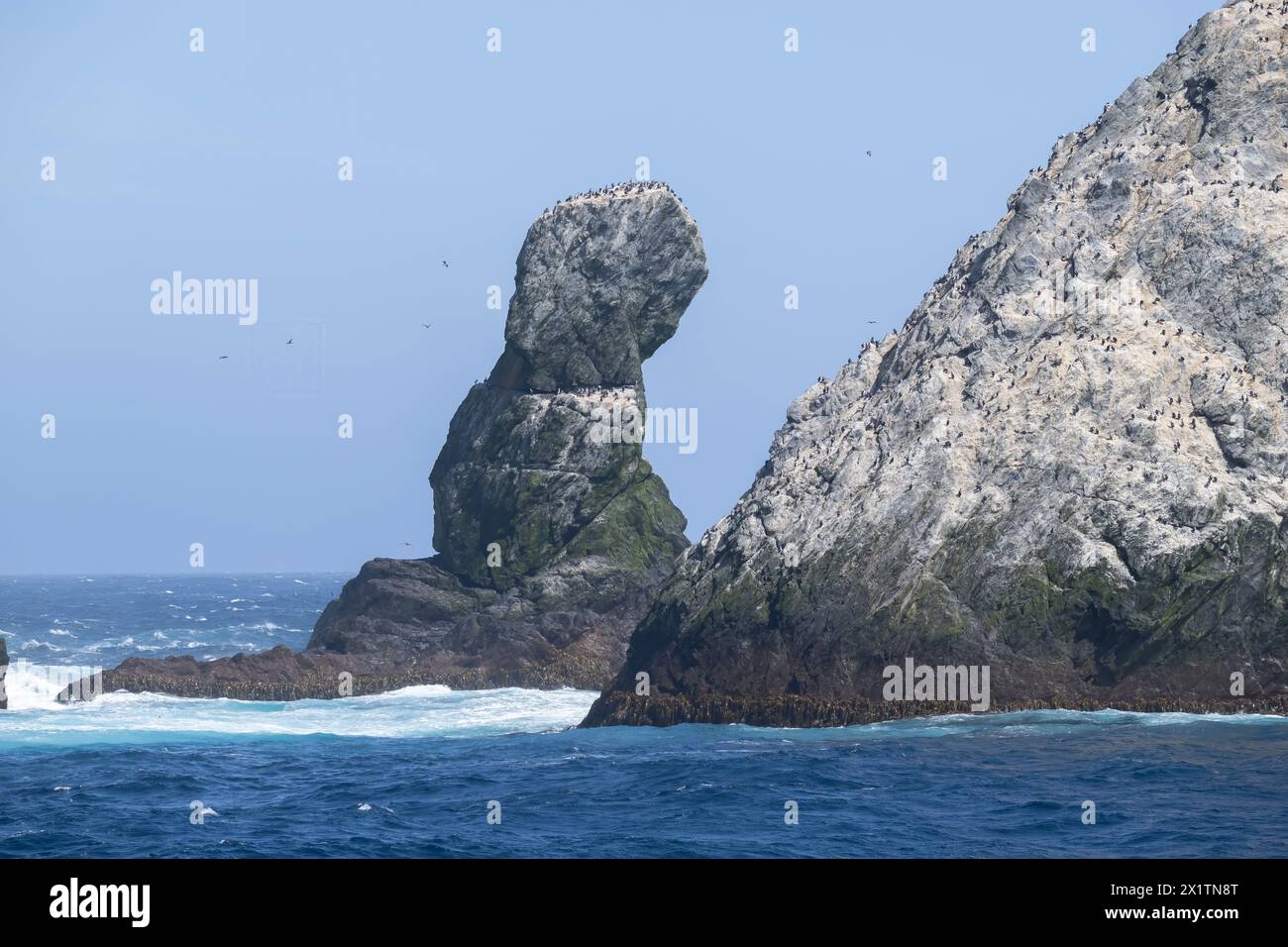 Shag Imperial (Phalacrocorax ariceps) on Shag rocks in the Southern ...