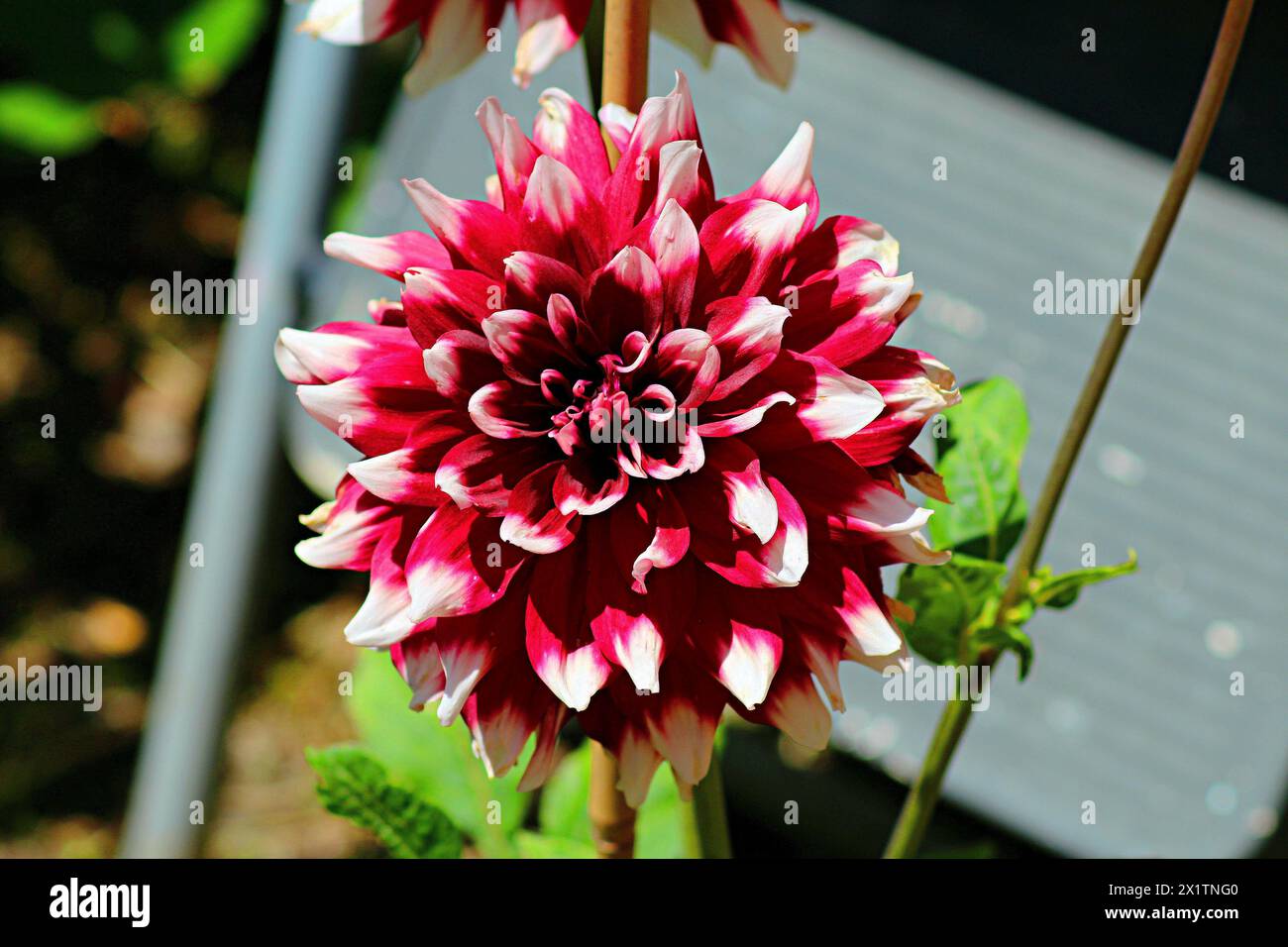 Dahlia rouge hi-res stock photography and images - Alamy