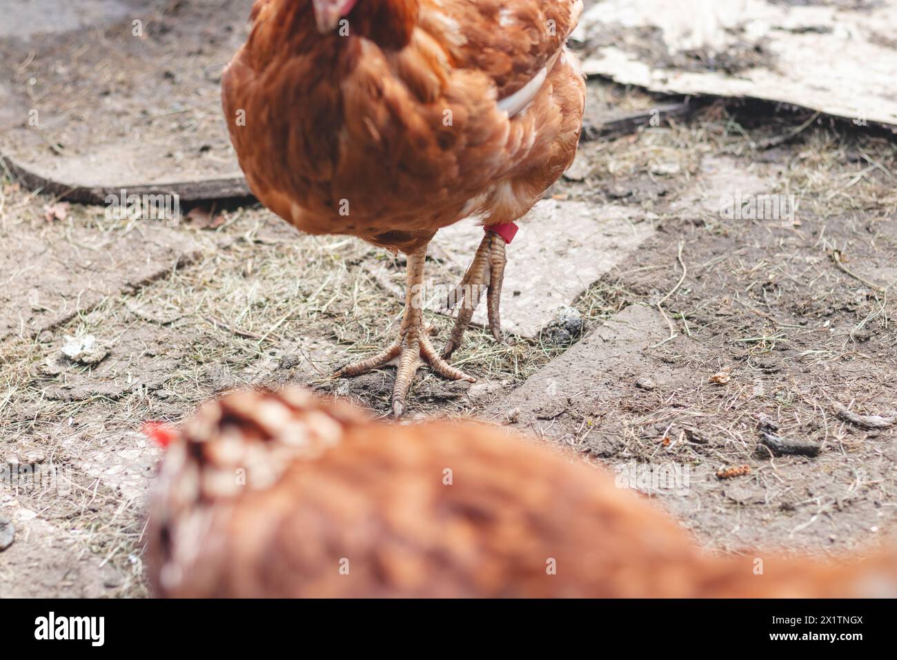 Domestic chicken with brown and white feathers running around the yard ...