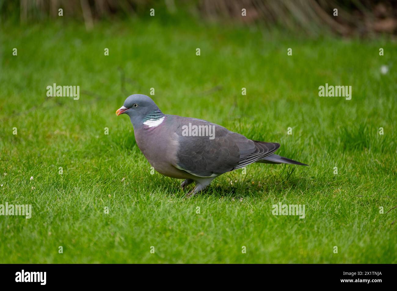 Commonn garden bird hi-res stock photography and images - Alamy