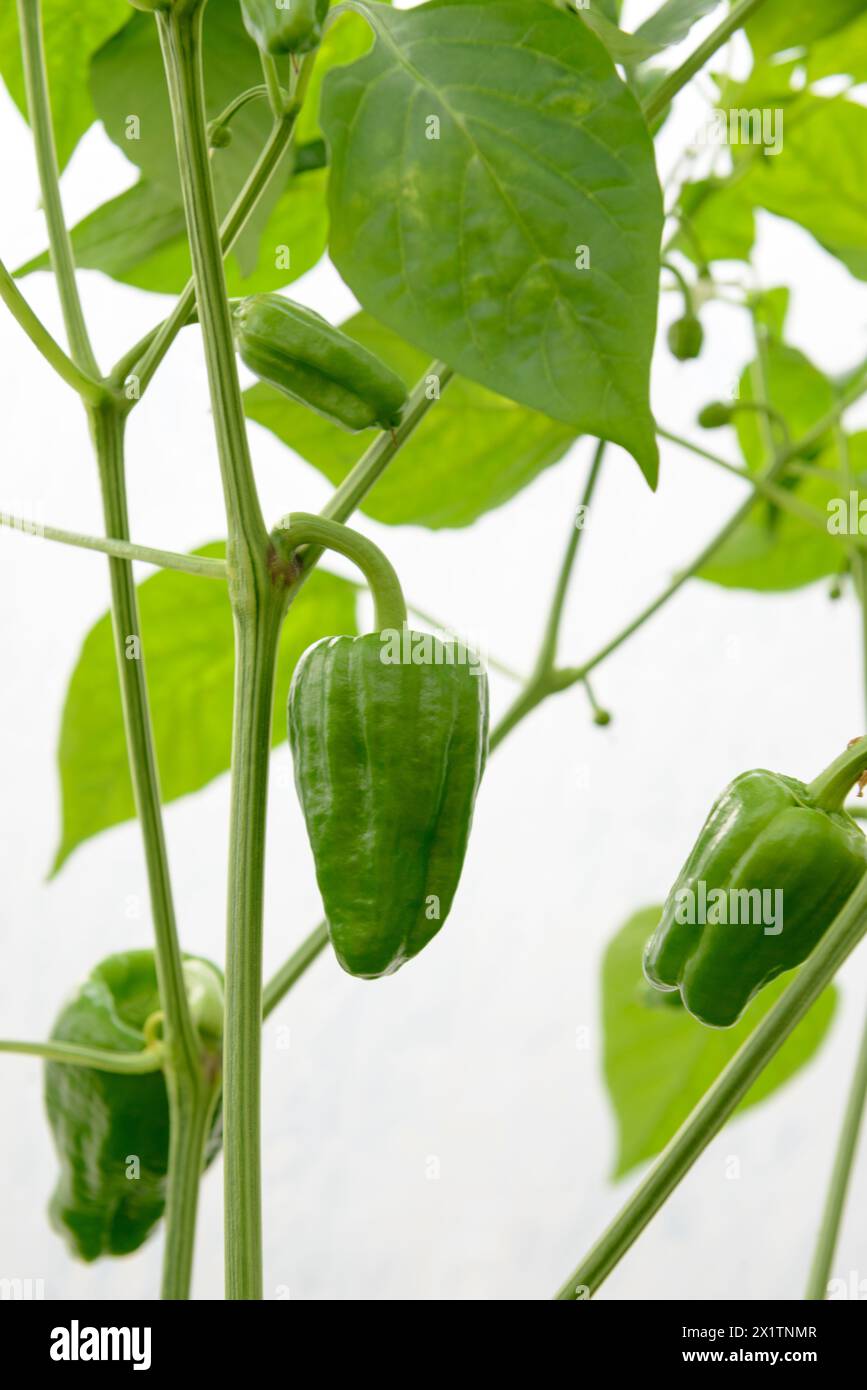 Glasshouse plant tree green hi-res stock photography and images - Alamy