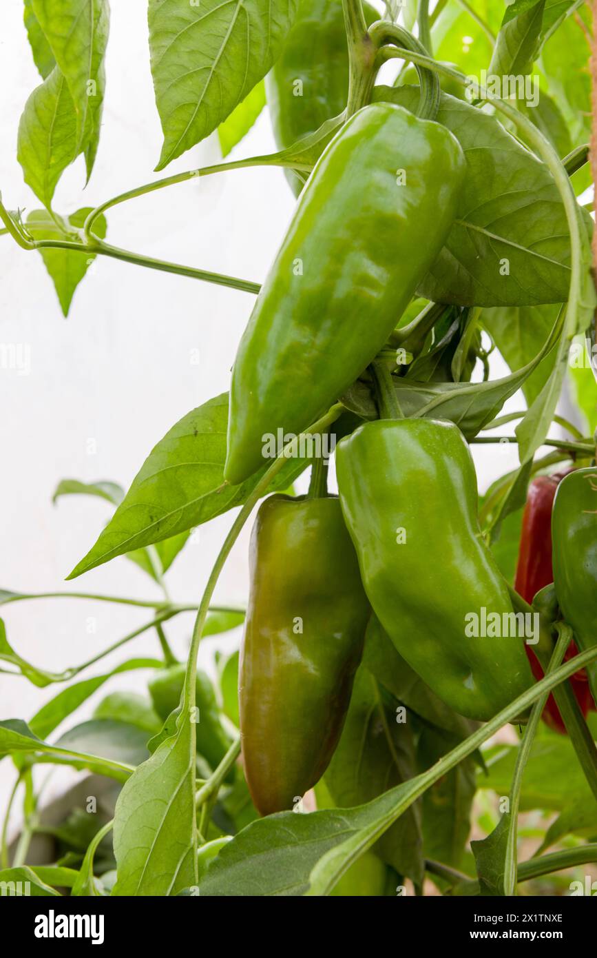 Glasshouse plant tree green hi-res stock photography and images - Alamy