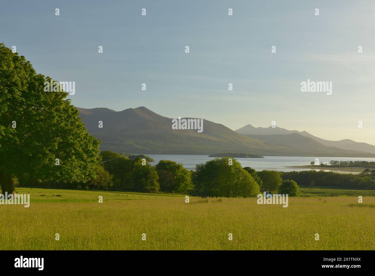 Ireland rural countryside landscape view at Fossa to Lough Leane or ...
