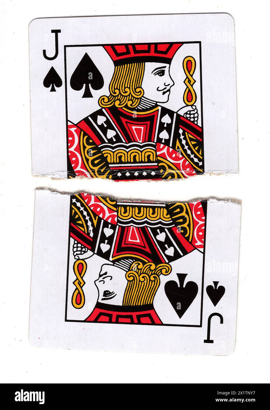 A jack of spades playing card torn in half on a white background Stock ...