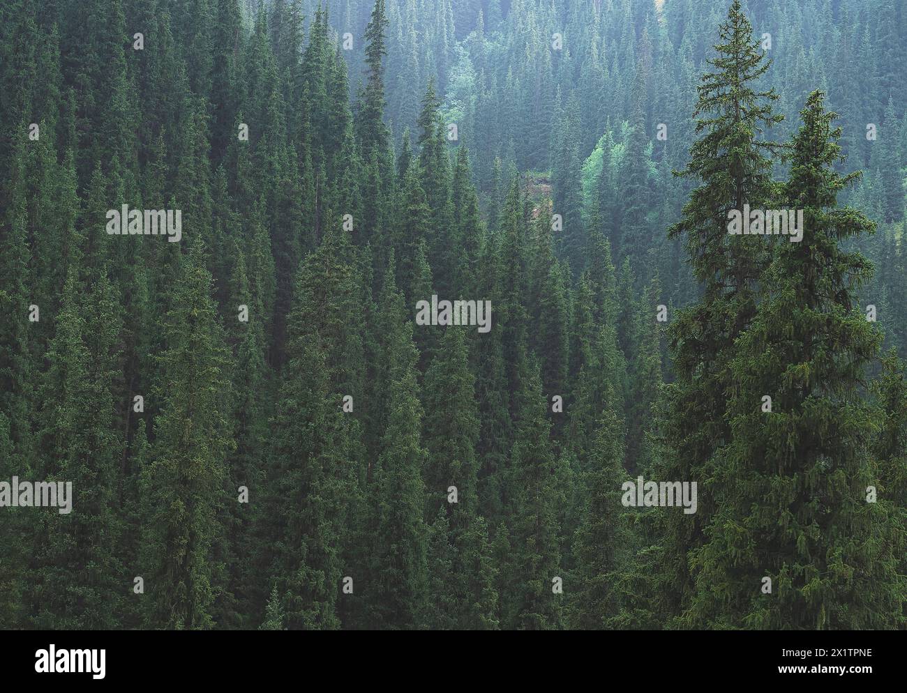 Green trees in a forest of old spruce, fir and pine trees in wilderness ...