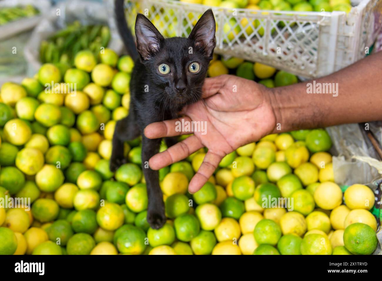 Black cat with bulging eyes plays on top of a mountain of lemons. Pet ...