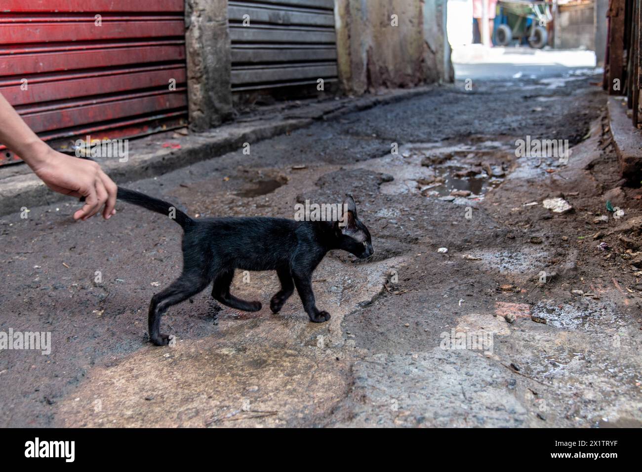 A black cat walks attentively through the alleys of a market. Wild and ...