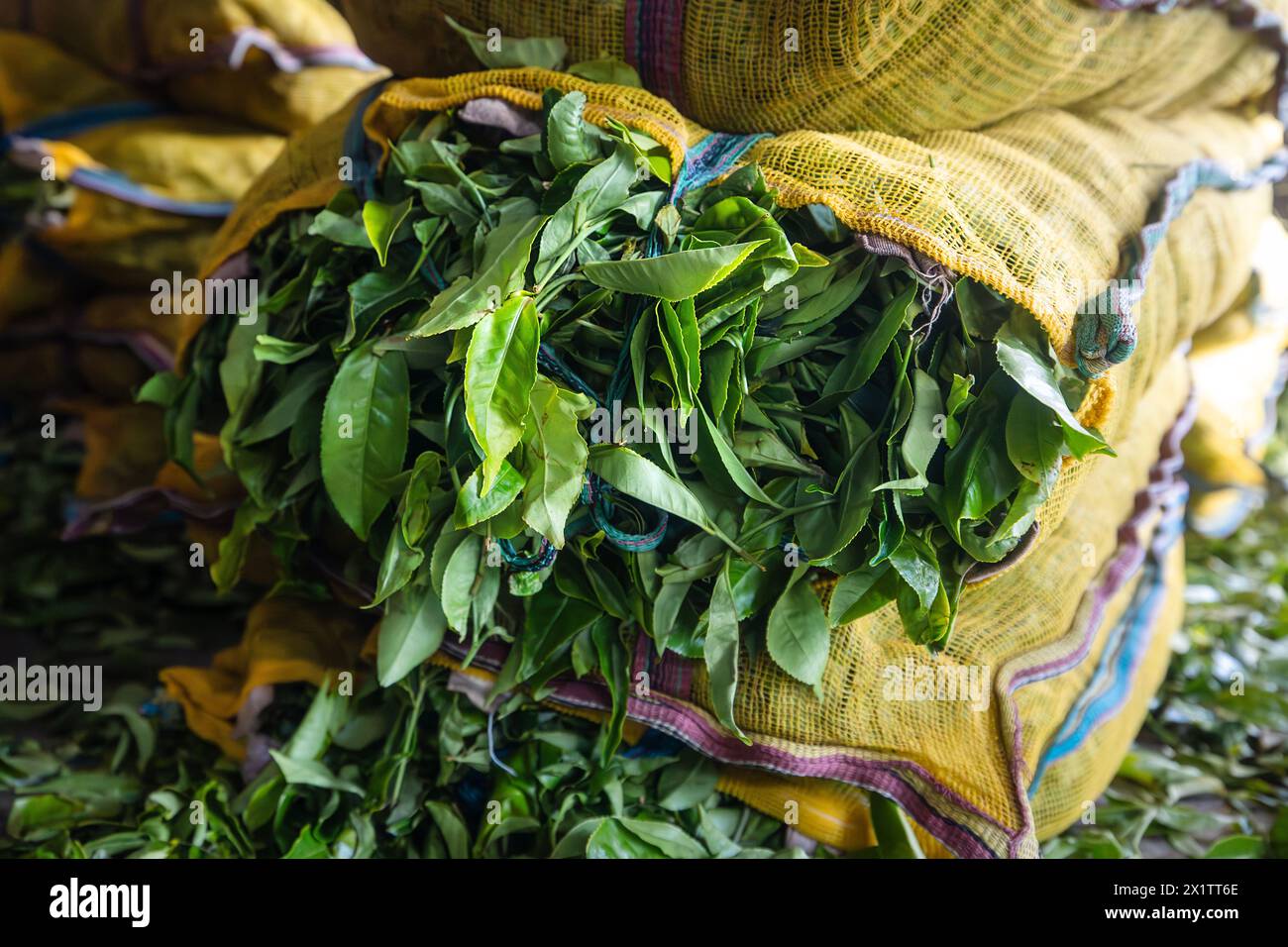 Harvested tea leaves in sacks. Producing process in tea factory in Sri ...