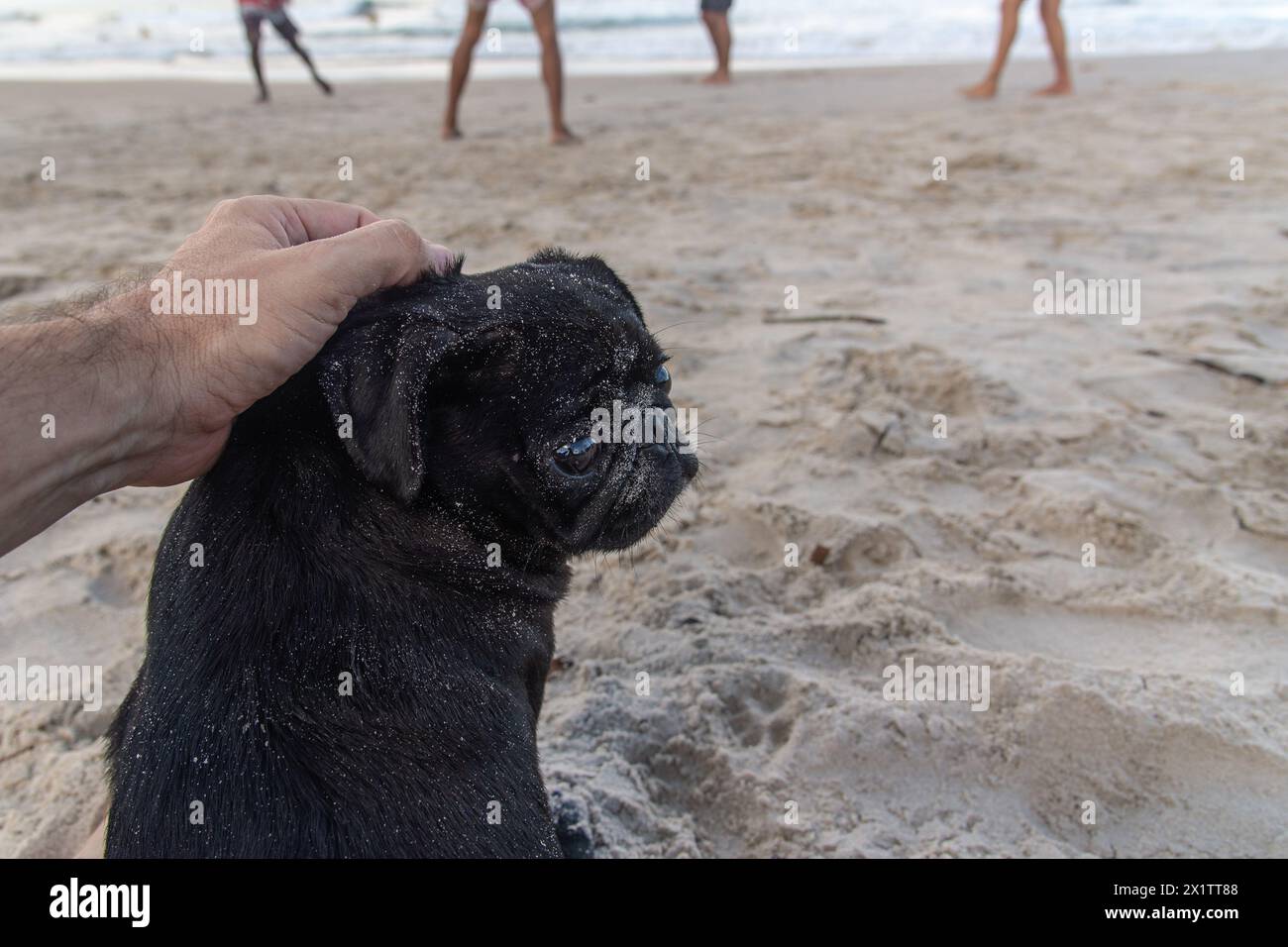 A Pug dog sitting on the beach sand being caressed by a human. domestic ...