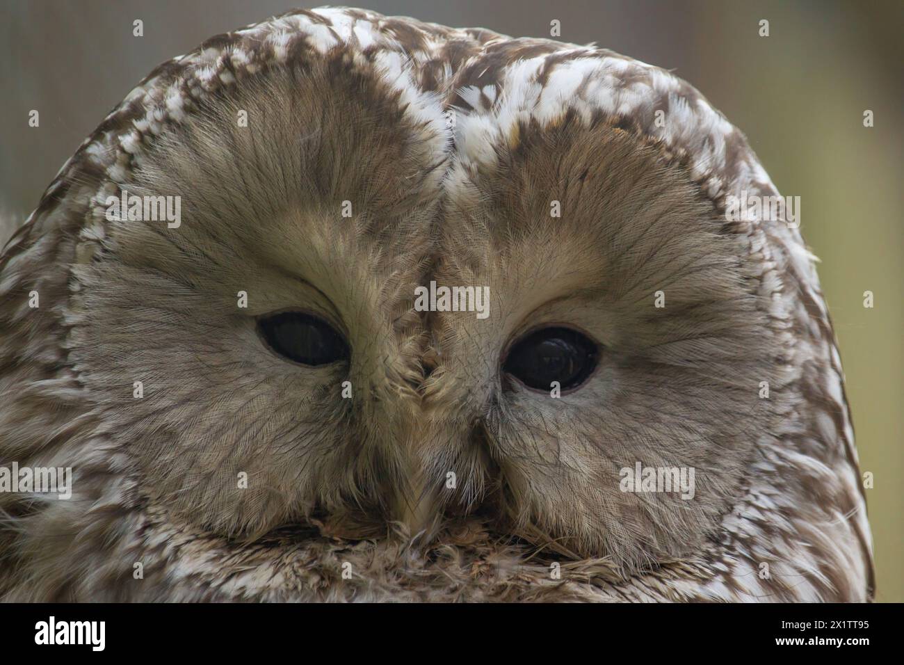 Ural owl strix uralensis close hi-res stock photography and images - Alamy