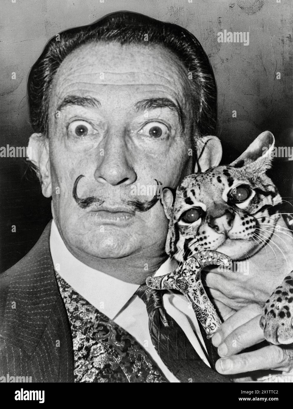 Babou the ocelot hi-res stock photography and images - Alamy