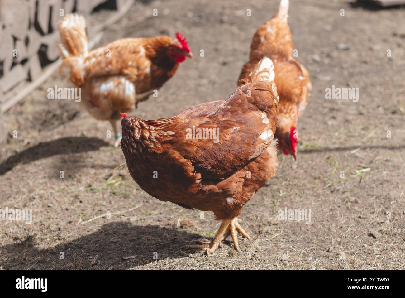 Domestic chicken with brown and white feathers running around the yard ...