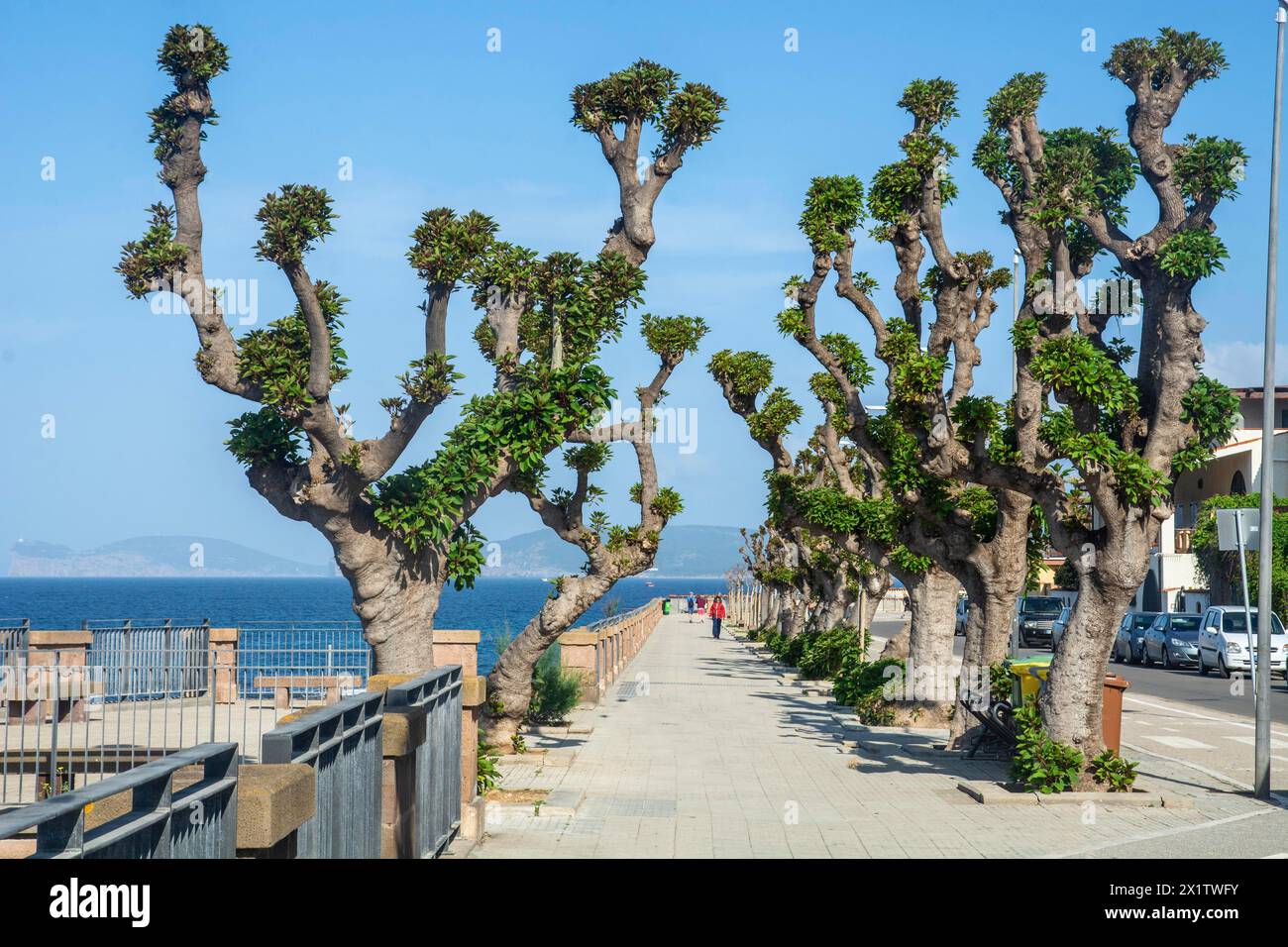 Italy pruned plane tree plant hi-res stock photography and images - Alamy